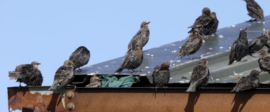 What are considered pest birds? - NBC Environment