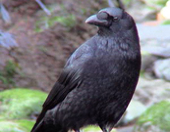 Nuisance Birds - The Crow Family - NBC Environment