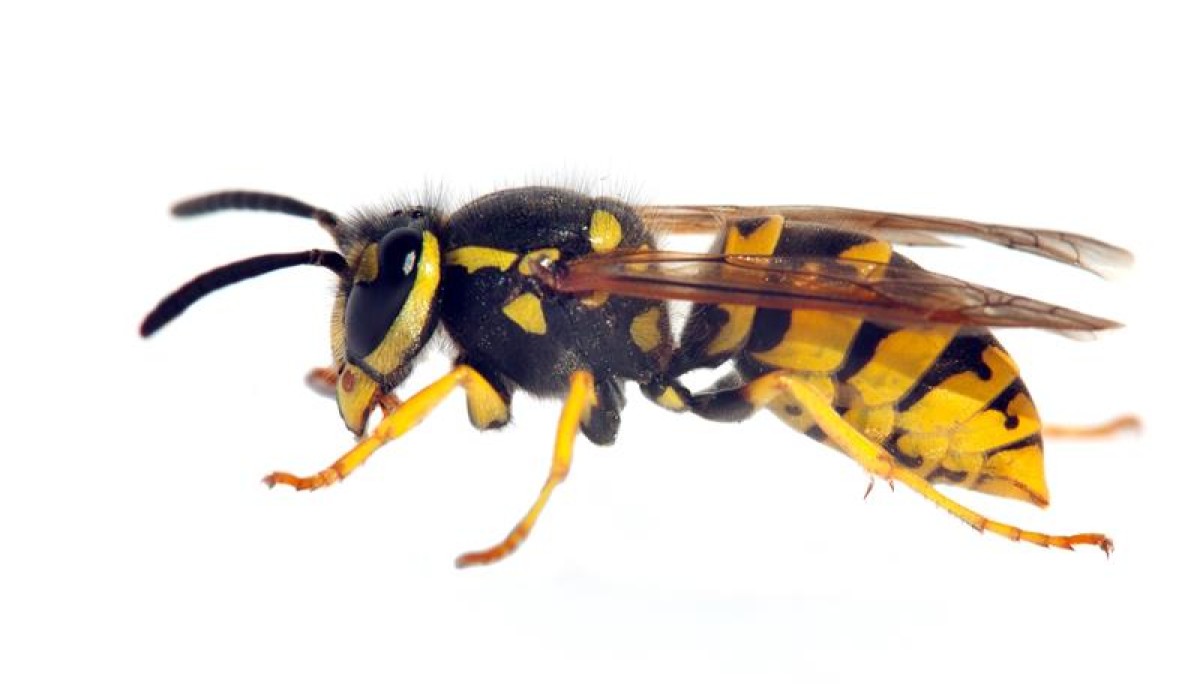 Wasp Species & Their Identification - NBC Environment