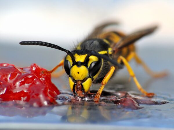 Understand Wasp Behaviour - NBC Environment