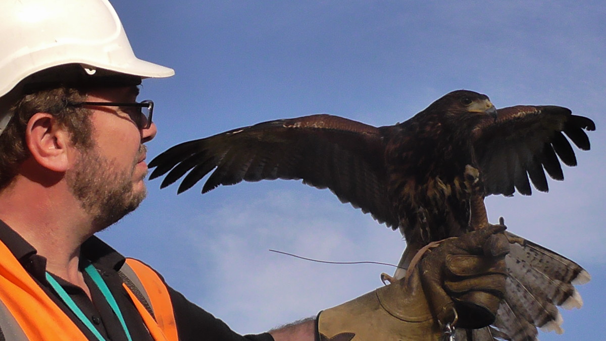 How Does Falconry work? - NBC Environment