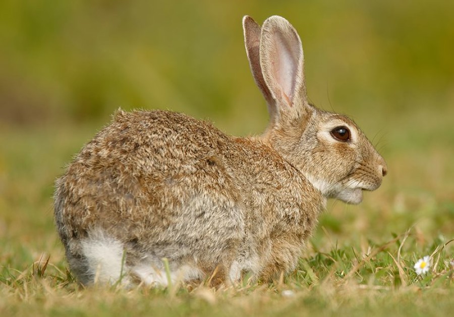 Top 5 Pests in Scotland - NBC Environment