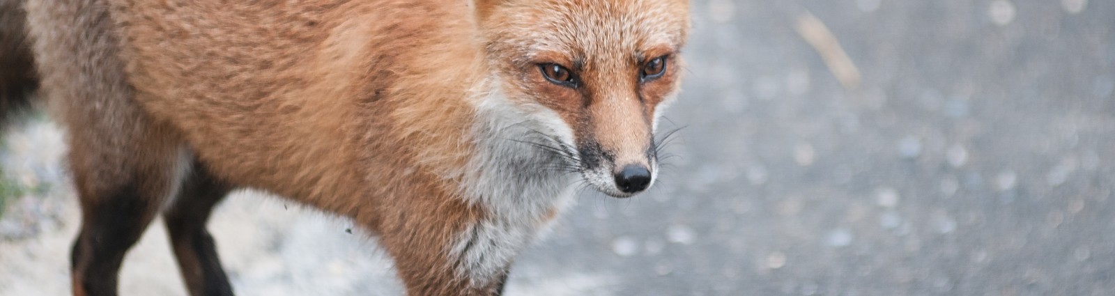 Fox Control | Pest Fox Deterrents | NBC Environment | UK