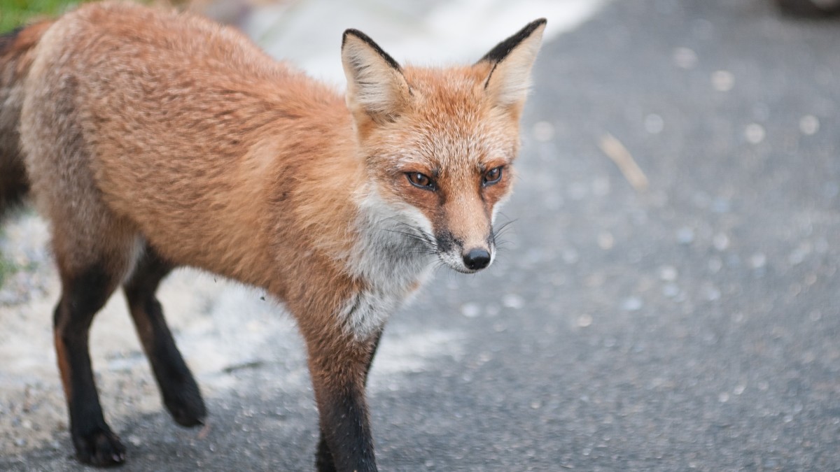 Fox Control | Pest Fox Deterrents | NBC Environment | UK